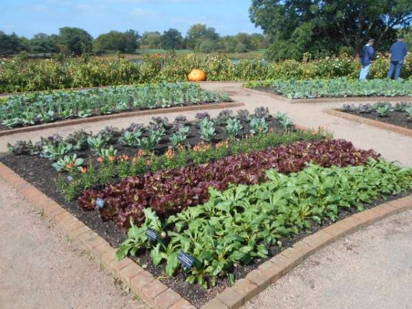 Square Foot Gardening: How To Plan Your New Vegetable Garden