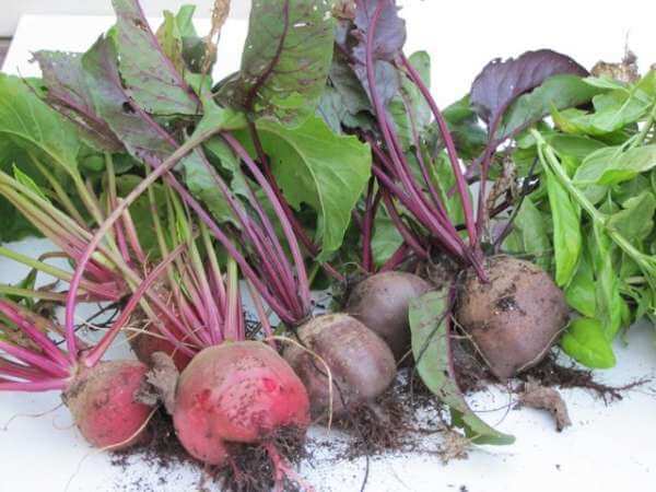 17 High Yield Vegetables to Grow in Small Space Gardens - Gardeners ...