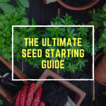 Seed Starting Guide: Quick Tips for Starting Seeds Successfully ...