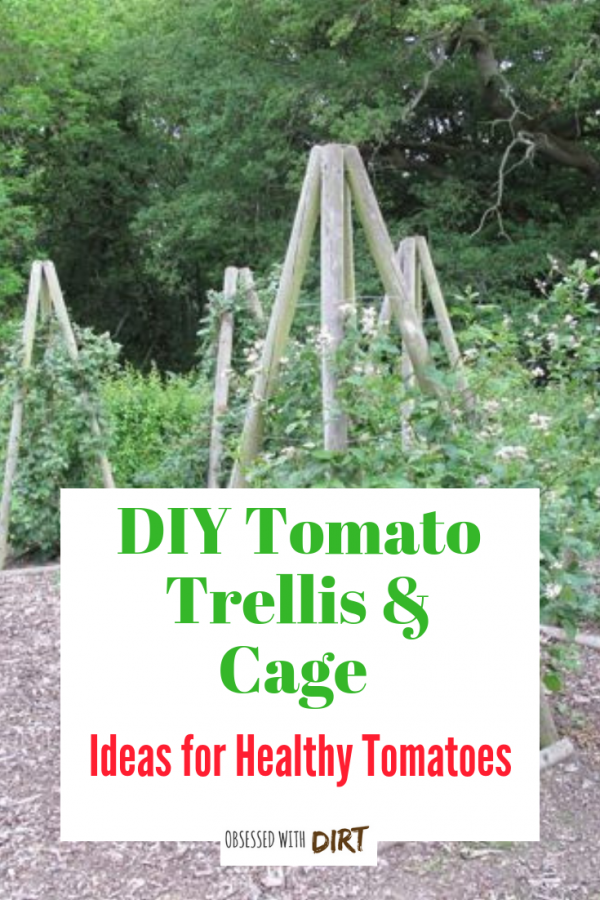 10 Cheap and Easy DIY Tomato Cages - Gardeners' Magazine